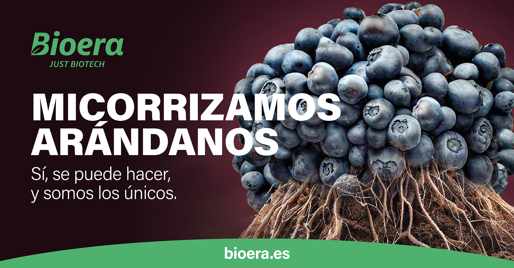 High yields in blueberries: when it all starts with a strong root ...